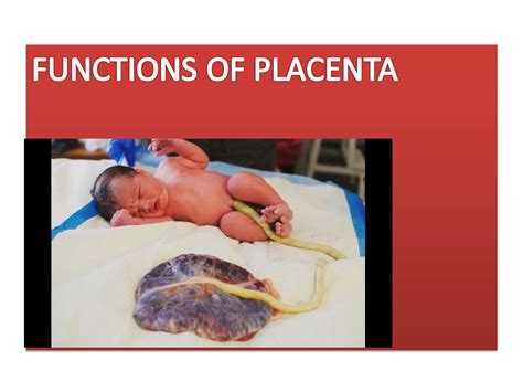 Solution Functions Of Placenta Studypool
