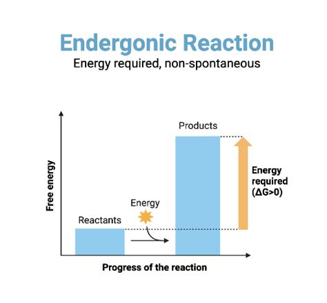 Endergonic Reaction Graph Biorender Science Templates