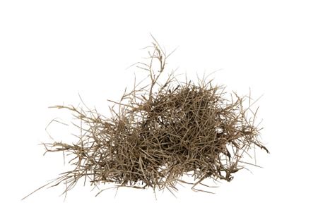 Dry Grass Isolated On White Backgrounddry Grass Field With Clipping