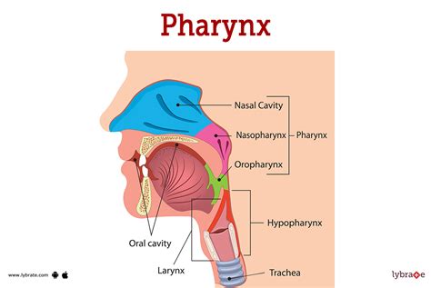 Pharynx Human Anatomy Picture Functions Diseases And Treatments