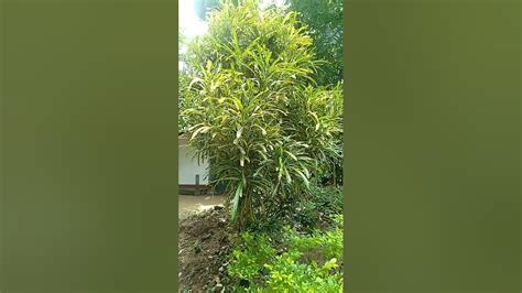 මෙ මල් ගස් Youtube