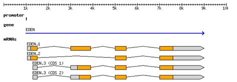 Bacteria What Is Difference Between Gene And Cds In The Gff File