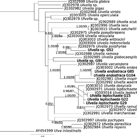 Consensus Phylogenetic Tree Of Ulvella Species Inferred From Tufa