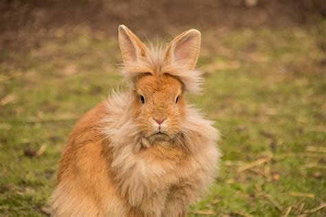 Lionhead Rabbit Size Comparison How Big Do These Rabbits Get A Z
