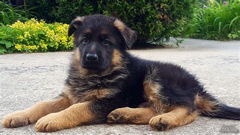 Немски овчарки Немска овчарка 2 месеца Мъжко Женско Чистокръвно Кучета продава Банк