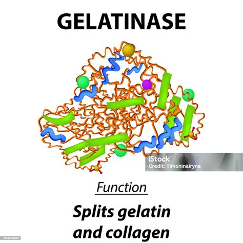 분자 구조 화학식 젤로 아 제 소화 관 젤라틴 아 제의 효소의 기능 클레 이브 젤라틴과 콜라겐 인포 그래픽 고립 된 배경에 벡터