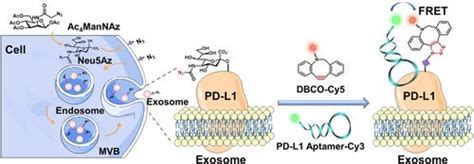将基于适体的蛋白质标记与代谢聚糖标记相结合，用于外泌体蛋白质特异性糖基化的原位可视化和生物学功能研究 Angewandte Chemie International Edition X Mol
