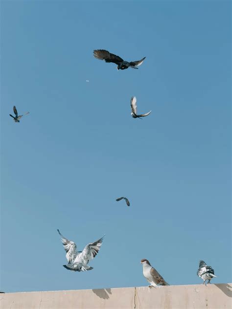 거리의 새 고요한 비둘기 공원 새 공원의 새 깃털 깃털 달린 도시인 깃털이 달린 친구 나뭇 가지에 새 난간에 새