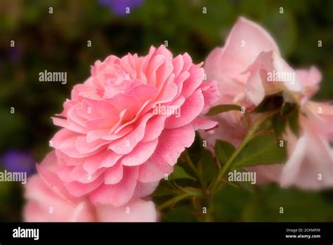 Rosa 'Tickled Pink Stock Photo - Alamy