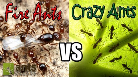 Flying Fire Ants Vs Cloning Crazy Ants Amazing Ant Reproduction Youtube