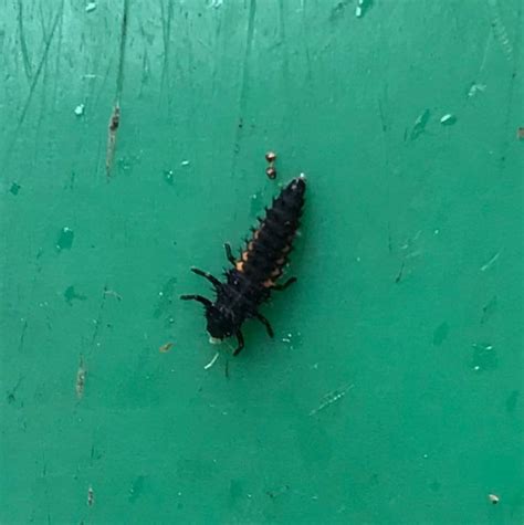 Found This Spiky Bug On My Bin Midlands England Any Idea What It Could Be R Whatsthisbug