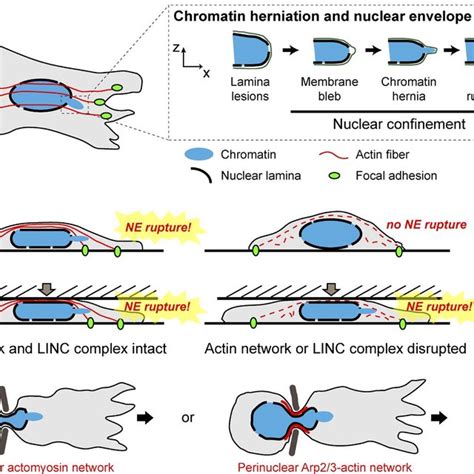 Pdf Nuclear Envelope Rupture Actin Fibers Are Putting The Squeeze On The Nucleus