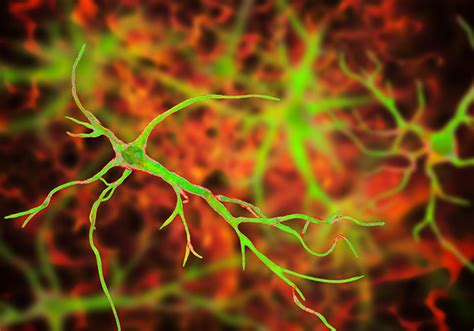 Reprogramming Astrocytes Unlocking Dlx2s Potential To Mend The Brain