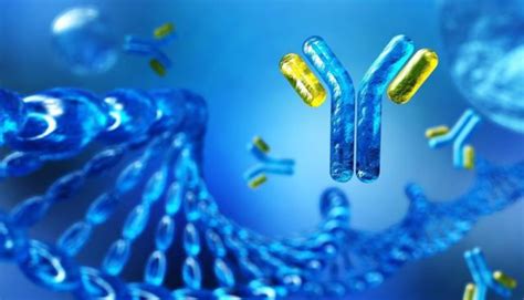 抗体药物的发展历程 双特异性抗体 知乎