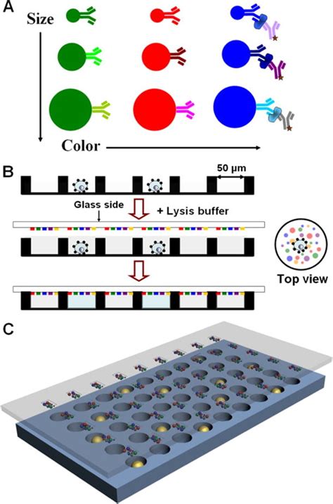 Single Cell Multiplexed Protein Detection Of Rare Tumor Cells Based On A Beads On Barcode