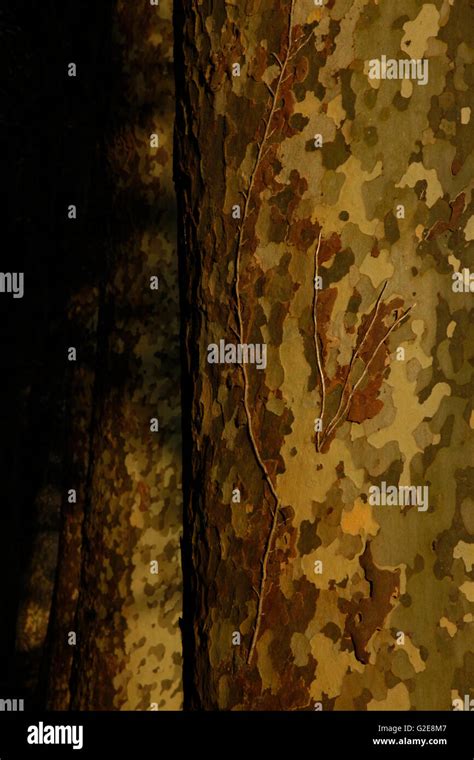 Peeling Tree Bark Stock Photo Alamy