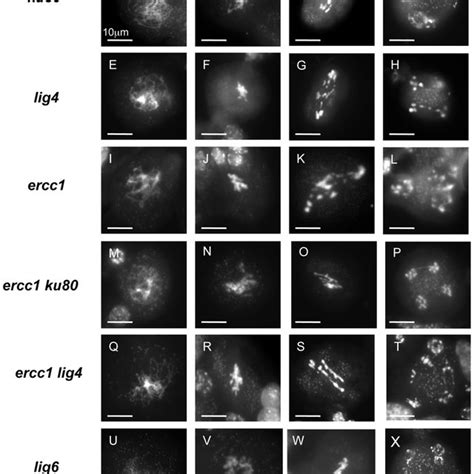 Observation Of Meiocytes By Dapi Staining In Nhej Ssa Nhej Ssa And