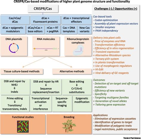 Review CRISPR Cas Mediated Plant Genome Editing A Decade After Implementation Plantae