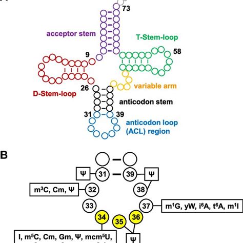 Schematic Of Trna And The Biochemically Distinct Modifications Found In