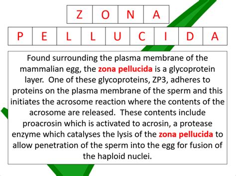 Specialised Features Of The Gametes Edexcel Int A Level Biology Teaching Resources