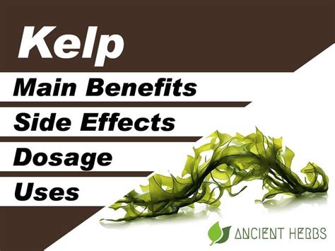 Kelp Benefits Uses Dosage And Side Effects