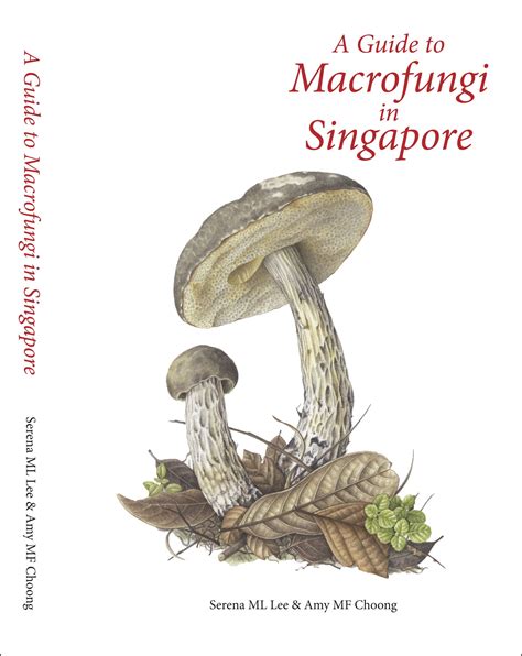 A Guide To Macrofungi In Singapore Singapore Botanic Gardens Gardens Shop