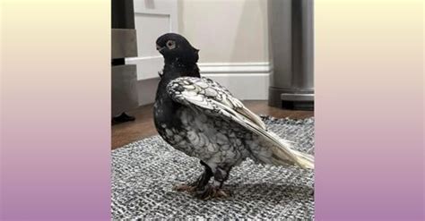 Oriental Frill Pigeons Deforming Their Bodies Also Deforms Their Lives