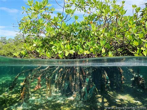 Mangrove Definition Types Importance Uses Facts 41 Of