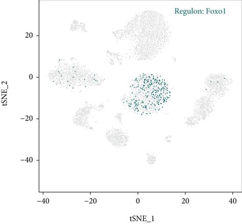 Cell Type Specific Regulons In The Mouse Cerebral Cortex A Ranks Of