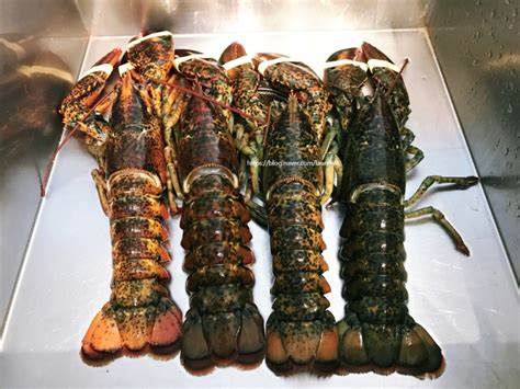랍스터 찌는 방법