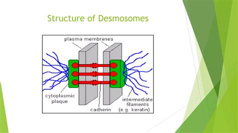 Desmosomes And Hemidesmosomes Pptx