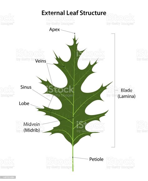 External Leaf Structure Stock Illustration Download Image Now Biology Blade Botany Istock