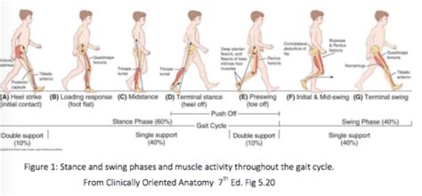Gait Cycle Muscle Activity