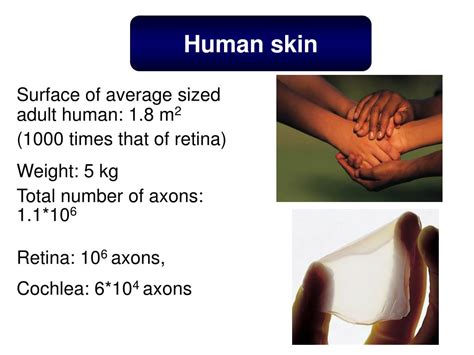 Ppt Haptic Perception And Devices Powerpoint Presentation Free Download Id 662423