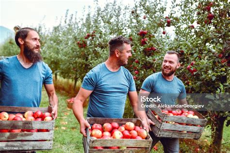 수확한 사과로 가득 찬 나무 상자를 들고 웃는 친구들의 예의 바른 대화 3 명에 대한 스톡 사진 및 기타 이미지 3 명 과일 긍정적인 감정 표현 Istock