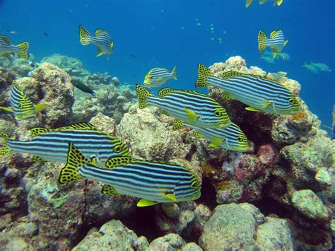 عکس از ماهی های اقیانوس ماهی زینتی