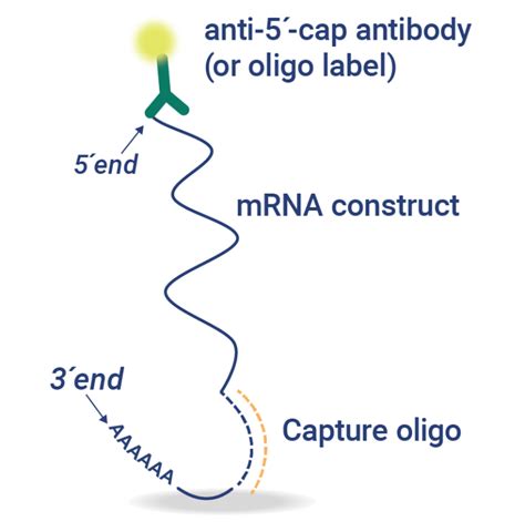 Expert Services Vaxarray Multiplex Assays For Vaccine Testing