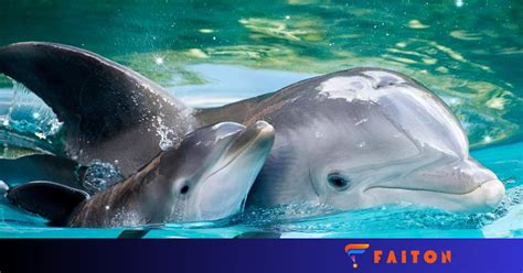 Варненският делфинариум обяви безплатни представления