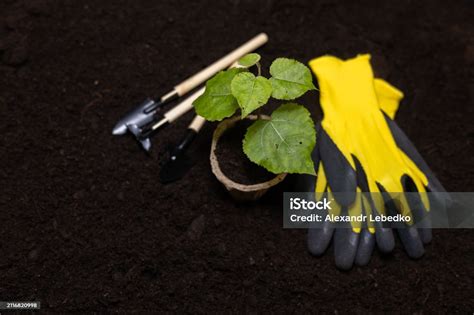 원예 도구 장갑 화분에 담긴 묘목이 지구를 배경으로 놓여 있습니다 공간을 복사합니다 위에서 본 모습 검은 지구 배경 와 원예 도구 식물을 위해 배치 0명에 대한 스톡 사진