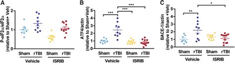 Integrated Stress Response Inhibitor Reverses Sex Dependent Behavioral