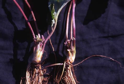 잎선충의 피해와 방제 3 병해충 방제 생리장해 K딸기