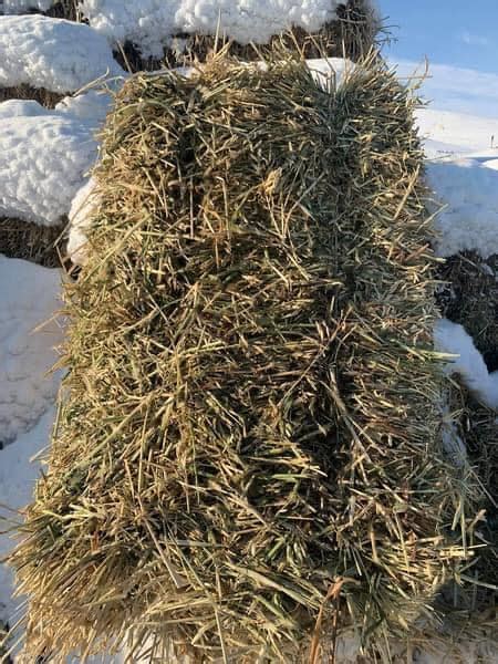 Малын тэжээл өвс авна зарна