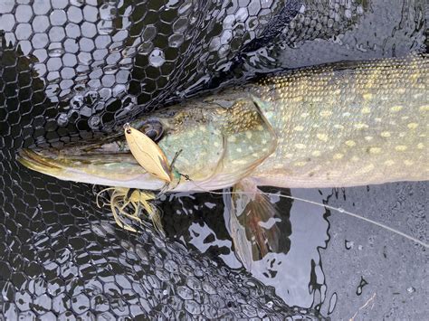 Gallery - Nordic Waters Guide Fishing