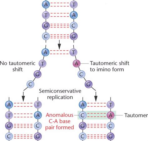 Transition Mutation Html 15 03 Transition Mutation 