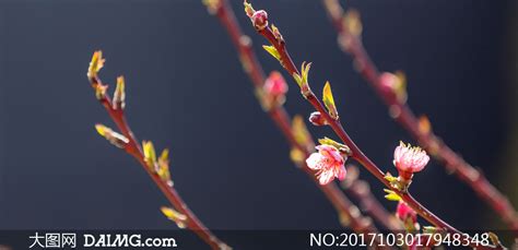树枝萌芽 树枝树叶 树枝 第4页 大山谷图库