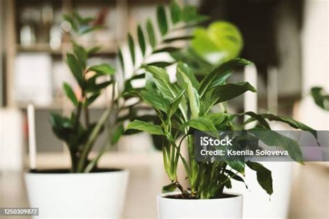 거실 배경에 흰색 화분에 자미오큘라카스와 스파티필룸 두 개의 녹색 식물 식물 가정 정원의 관리 및 관리 스파티필럼에 대한 스톡 사진 및 기타 이미지 Istock