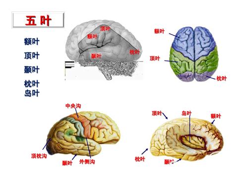 【实用】中枢神经系统功能解剖及定位 脑医汇