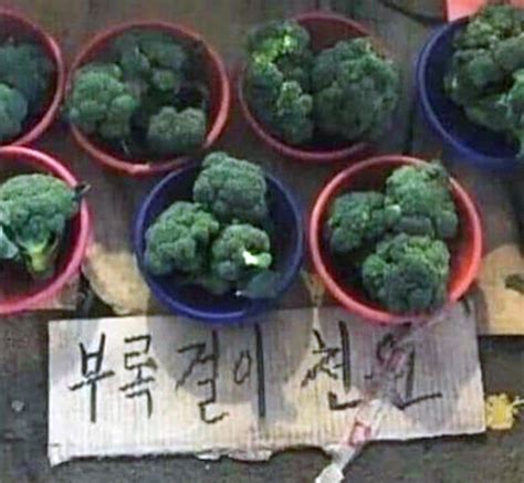 익스트림무비 다양한 이름으로 불리는 브로콜리復