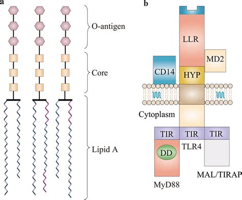 Schematic Structure Of Lipopolysaccharide Lps And The Tlr4 Receptor Download Scientific