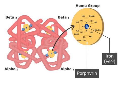 Hemoglobina Heme Structure Of Blood Vessel Red Blood Cell Hemoglobin